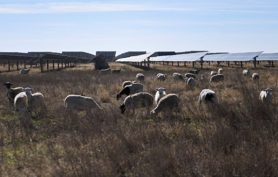 Topmember • Американские фермеры начали сдавать в аренду овец в качестве "газонокосилок" для ...